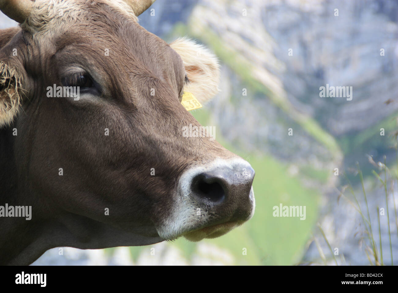 Brown swiss cow hi-res stock photography and images - Alamy