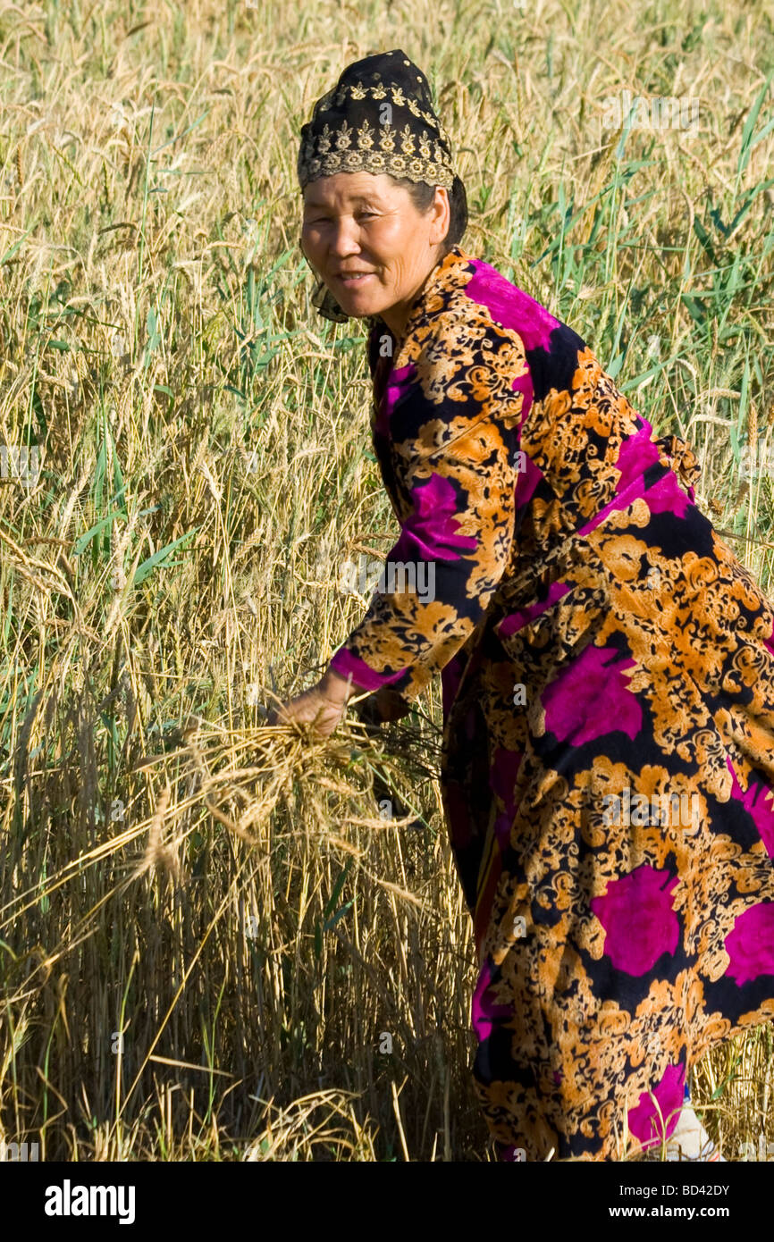 Uzbek Woman Harvesting Grain in Rural Uzbekistan Stock Photo - Alamy
