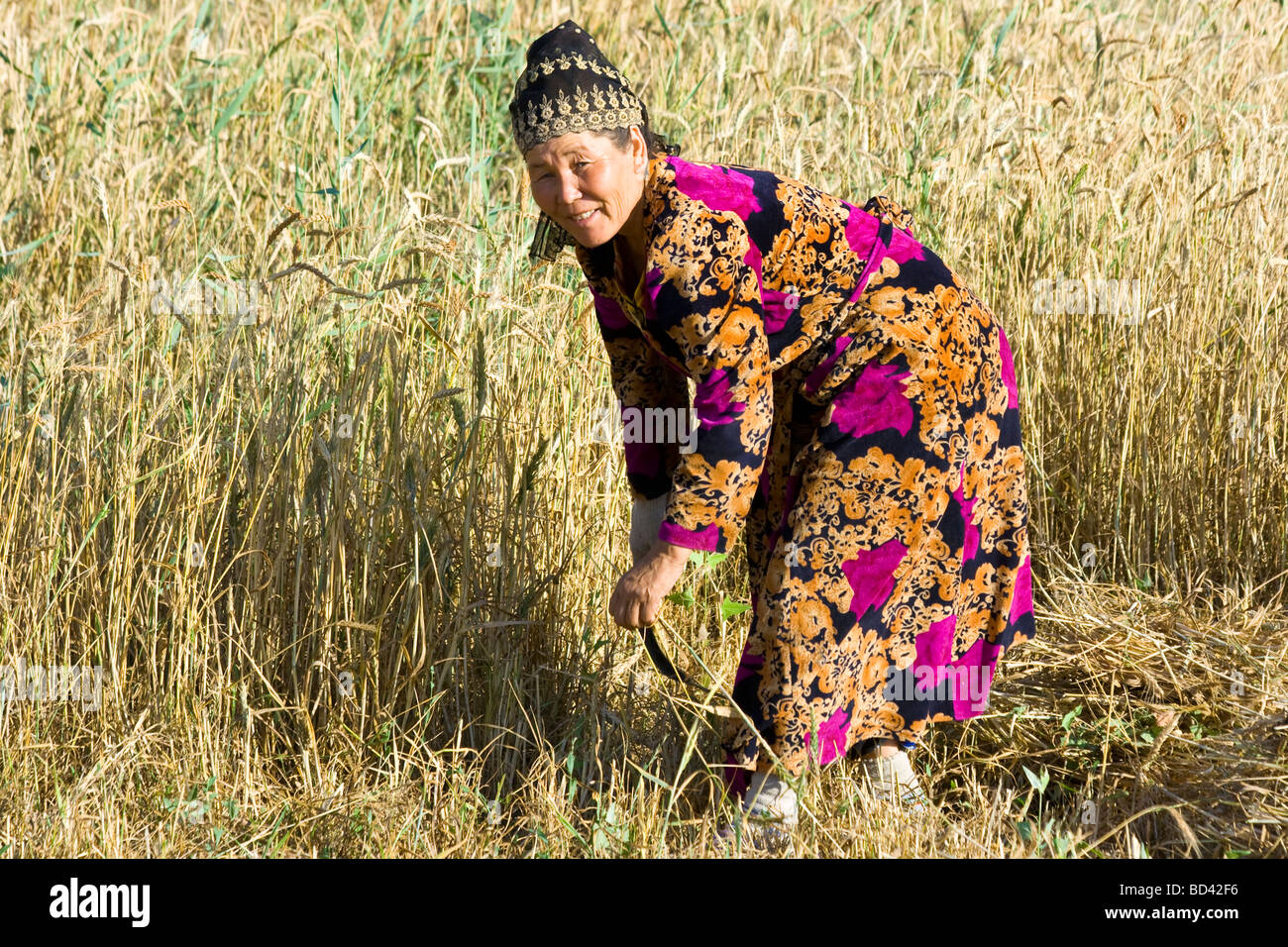 Khiva uzbekistan field hi-res stock photography and images - Alamy