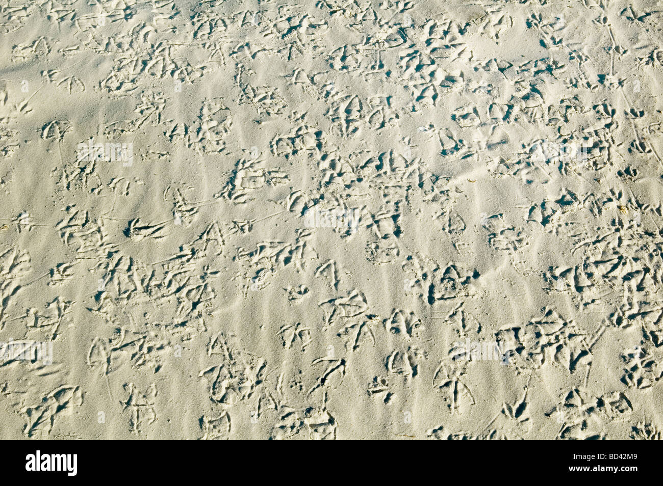 Seagull feet hi-res stock photography and images - Alamy