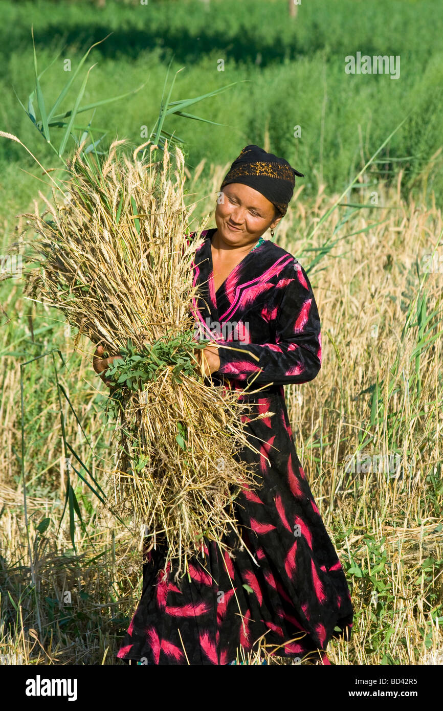 Uzbek Woman Harvesting Grain in Rural Uzbekistan Stock Photo - Alamy