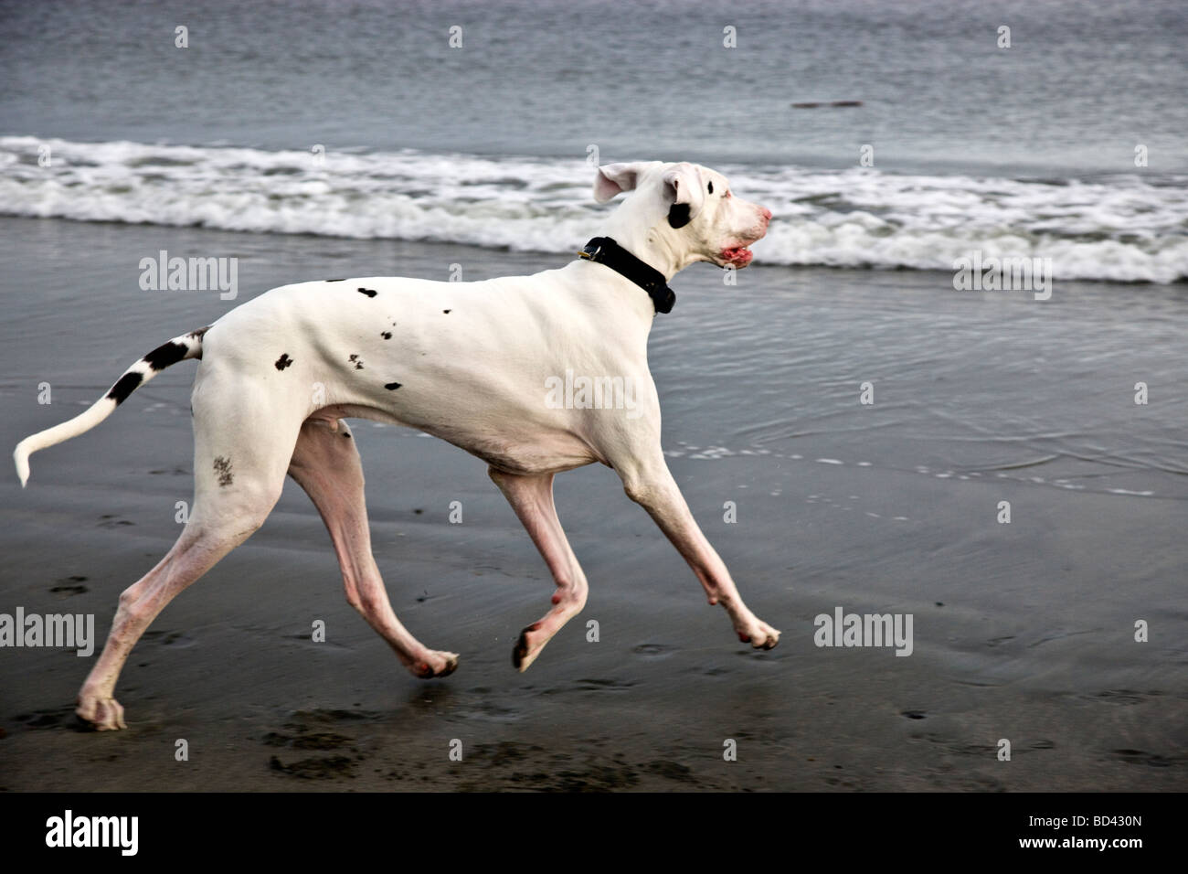 Great Dane running at beach Stock Photo - Alamy