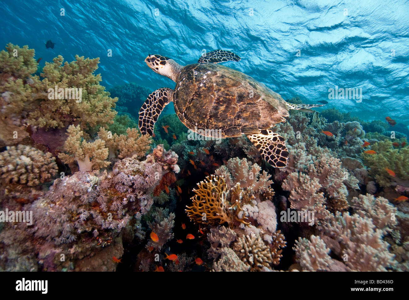 A Hawksbill turtle glides over the coral reef Stock Photo - Alamy