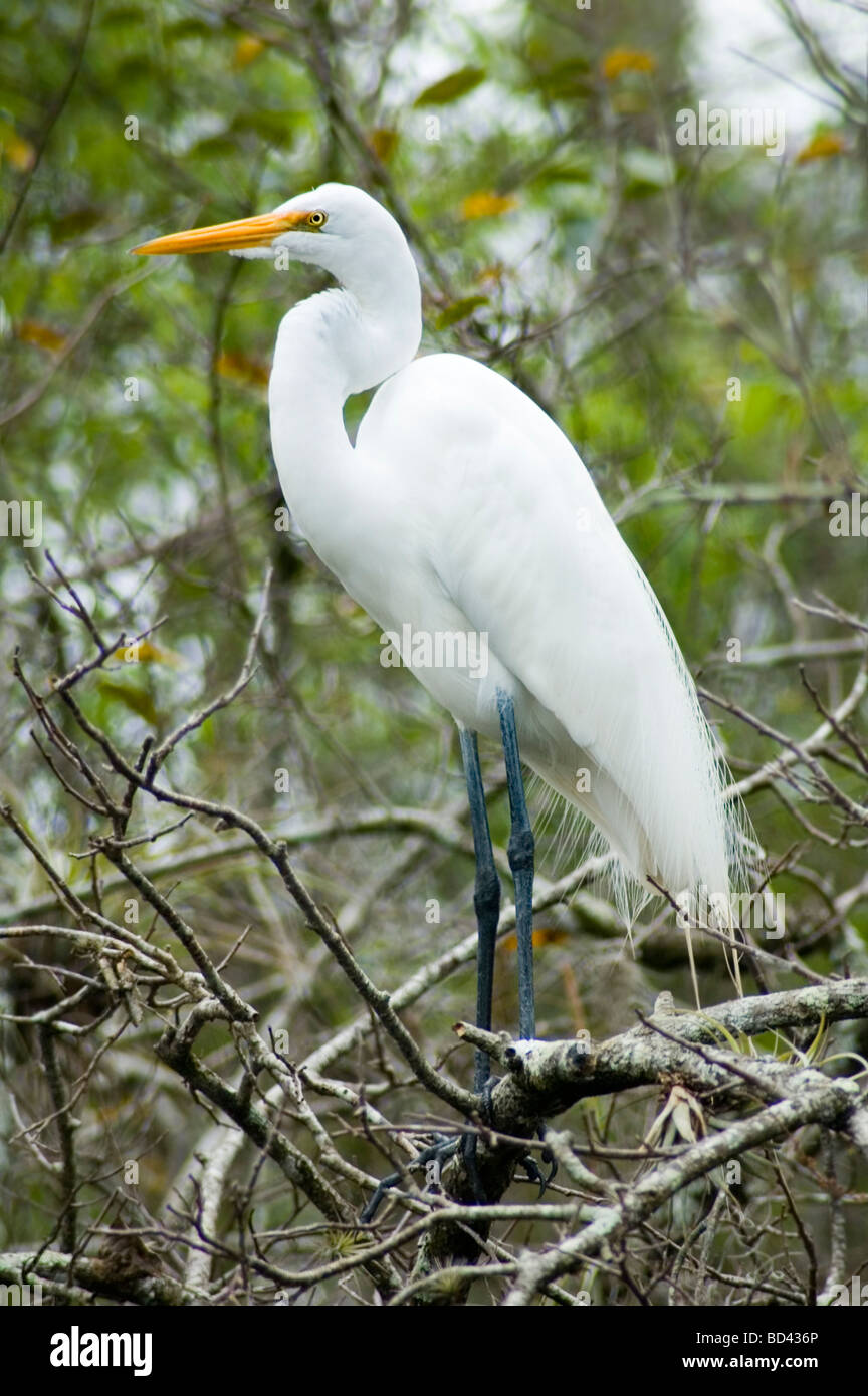 Rare great white egret ardea hi-res stock photography and images - Alamy
