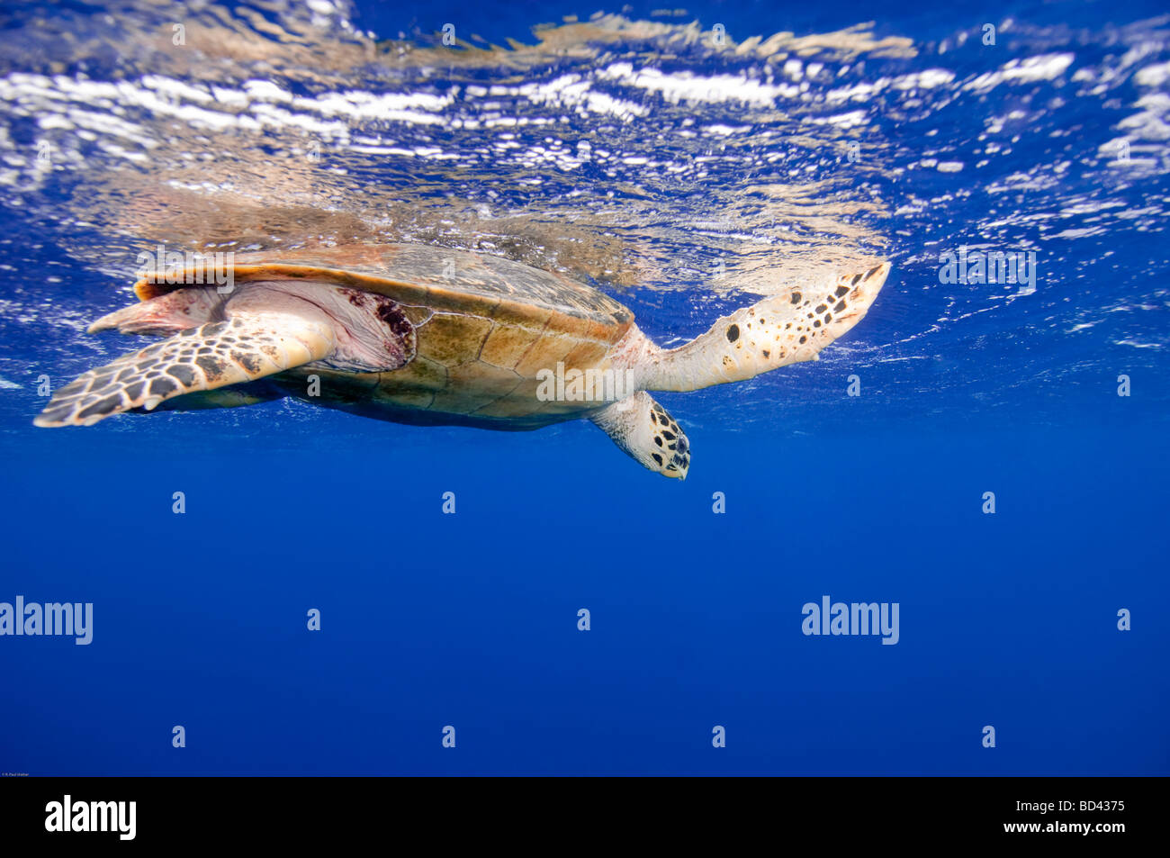 A Hawksbill sea turtle looks down at the sea bottom from the surface ...