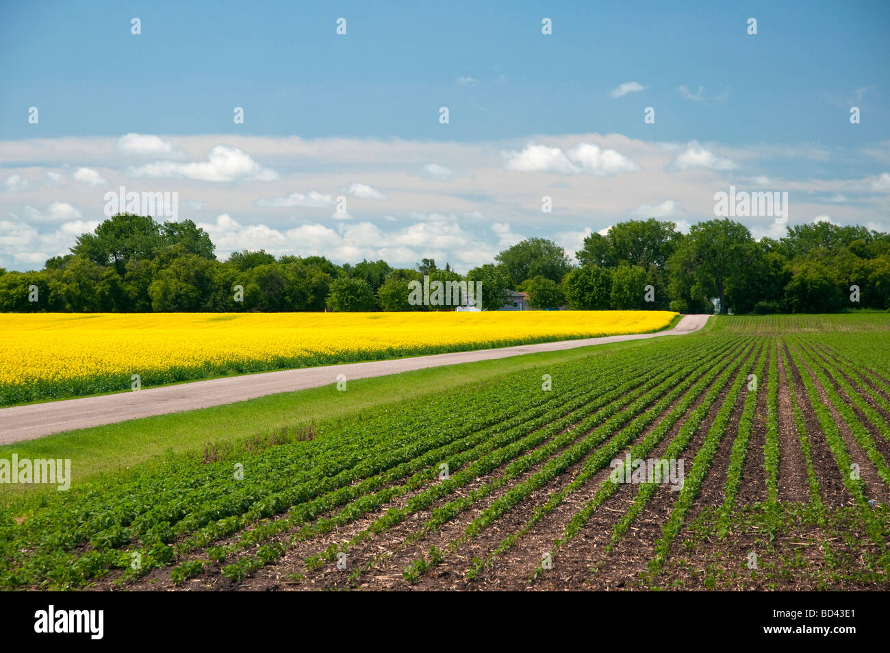 A rural farm road and a Canola field in bloom near Winkler Manitoba ...