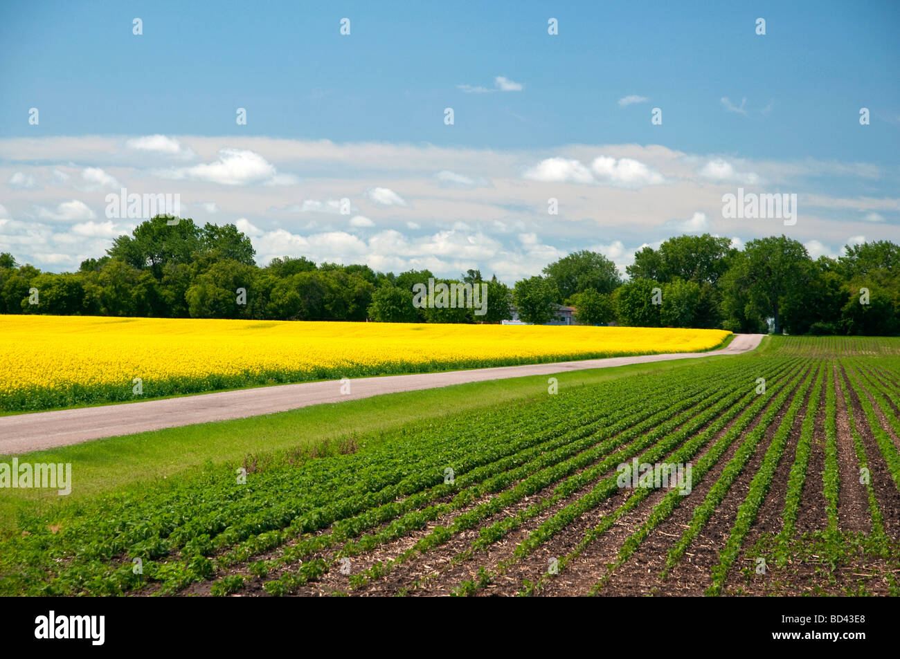 A rural farm road and a Canola field in bloom near Winkler Manitoba ...