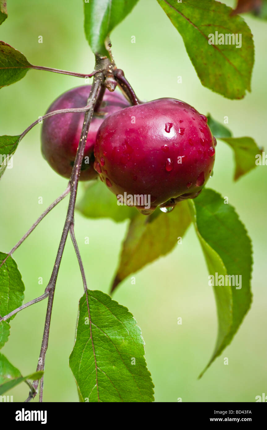 Plum tree fruits red hi-res stock photography and images - Alamy
