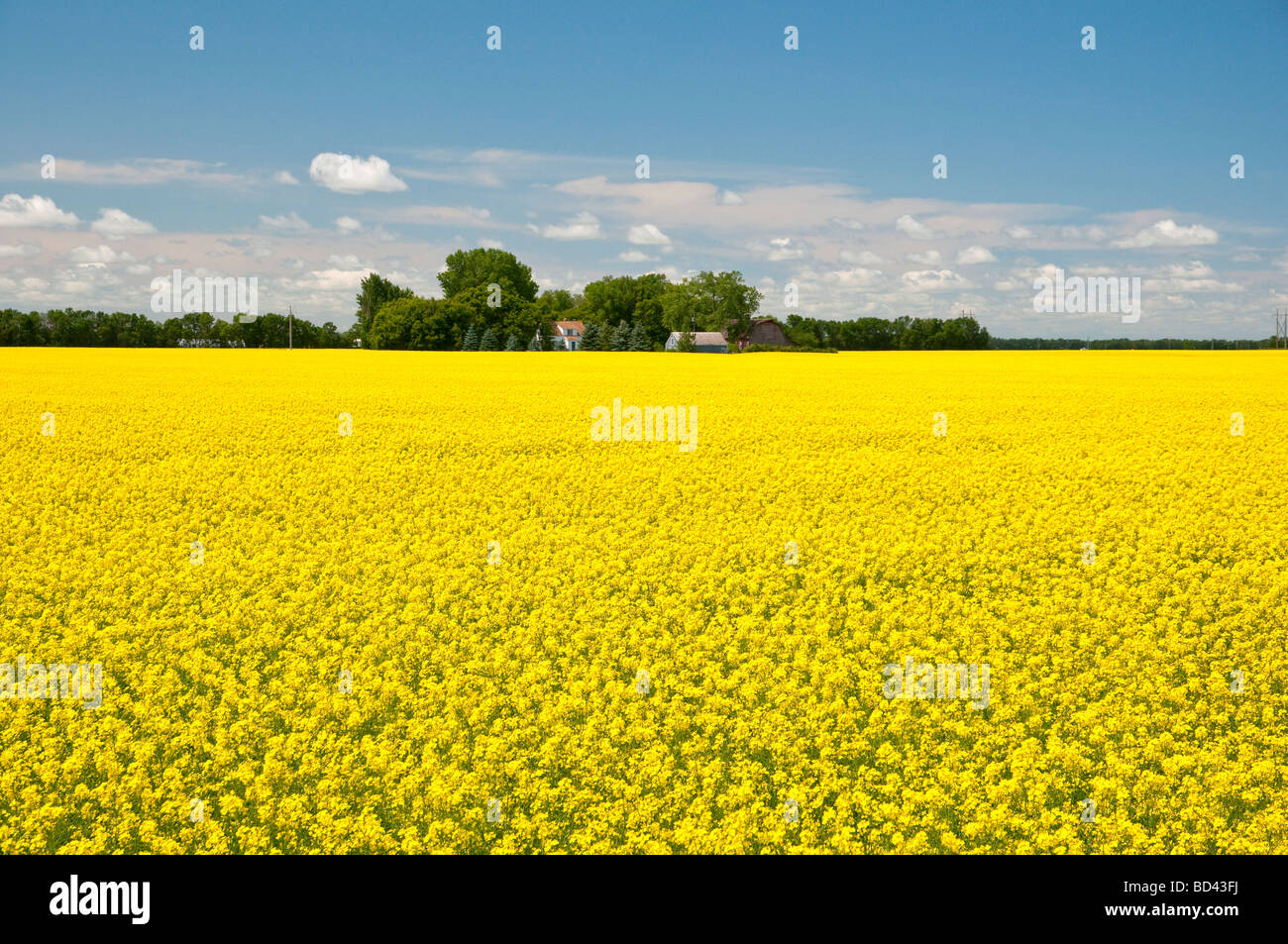 Canola field in bloom hi-res stock photography and images - Alamy