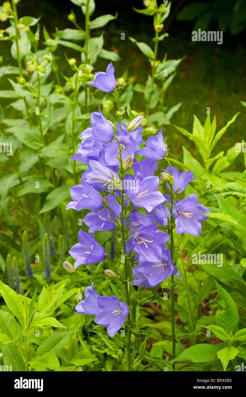 A cluster of Blue bell like flowers in a summer garden in Winkler ...