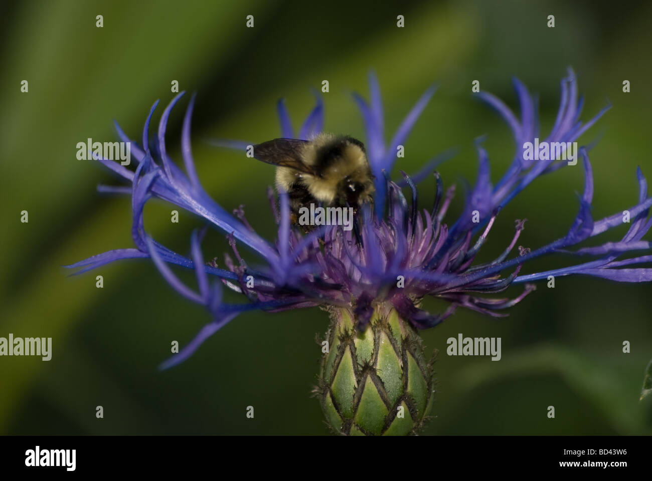 Calgary bee hi-res stock photography and images - Alamy