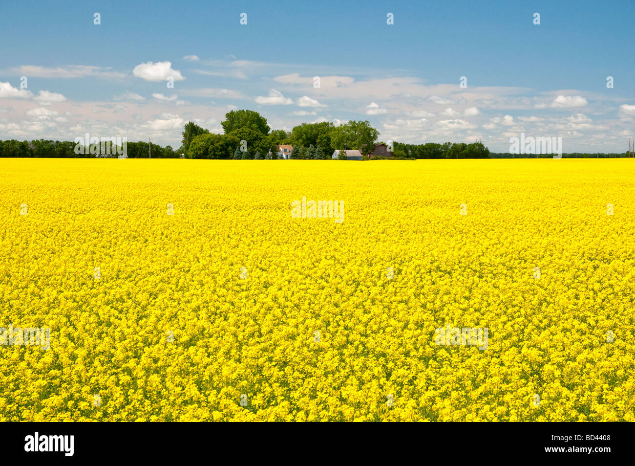 Canola field in bloom hi-res stock photography and images - Alamy