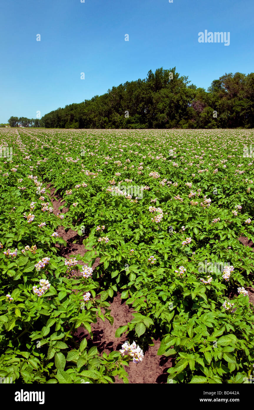 Potato field in bloom near Winkler Manitoba Canada Stock Photo - Alamy