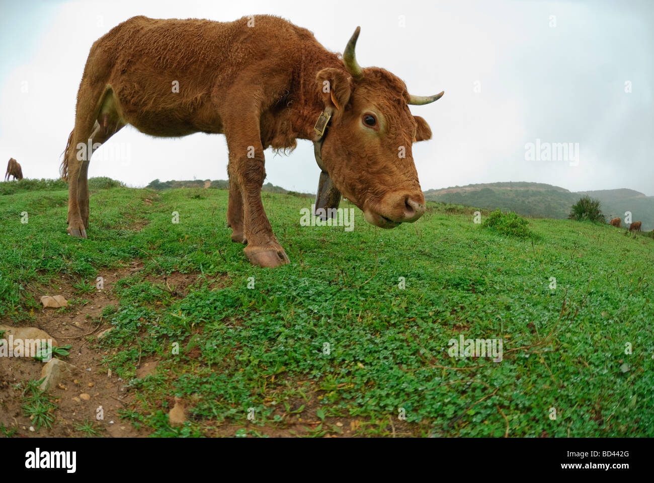 brown cows on Praia Boca Do Rio on Algarve coast in Portugal Stock ...