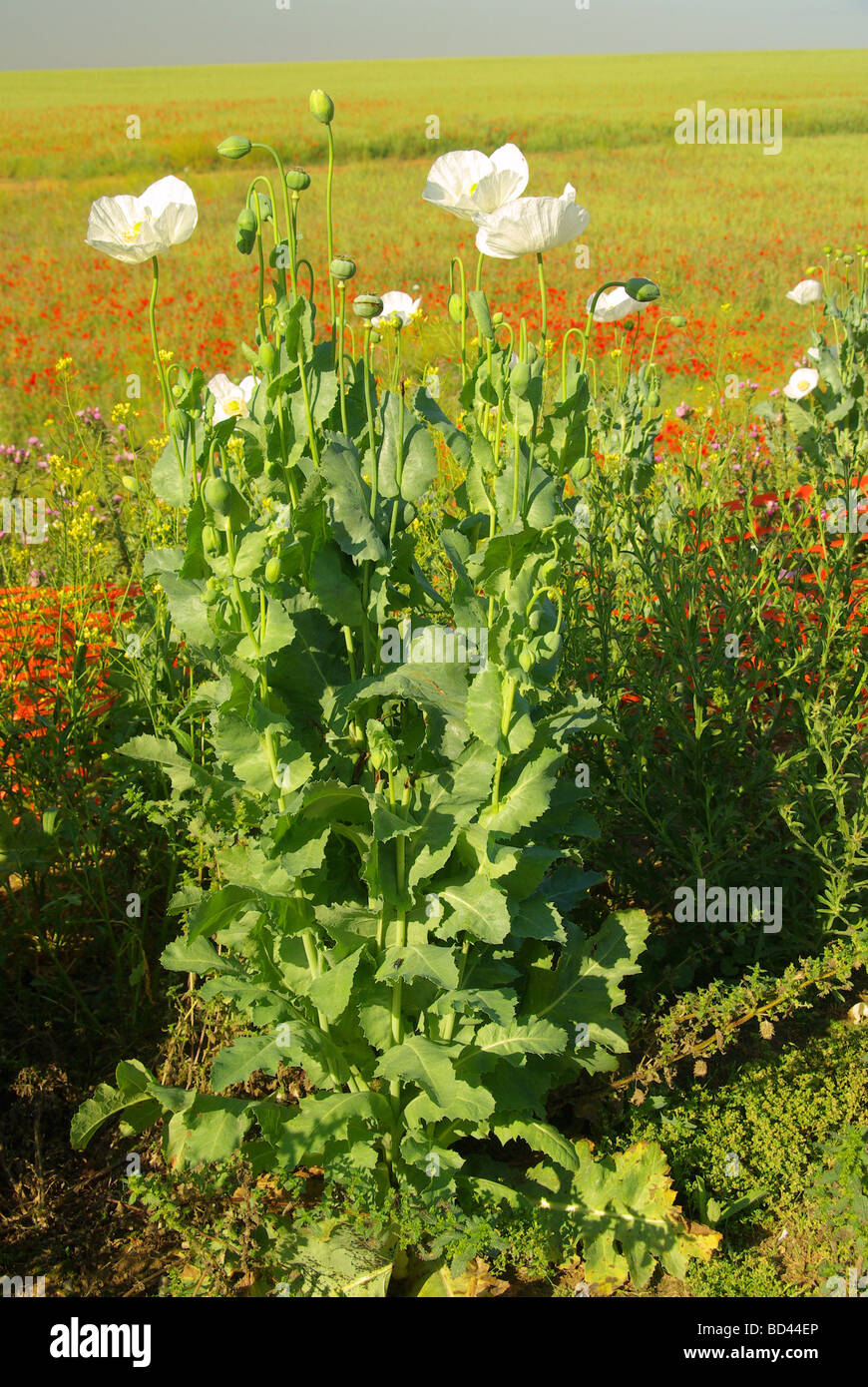 Mohn poppy 20 Stock Photo - Alamy