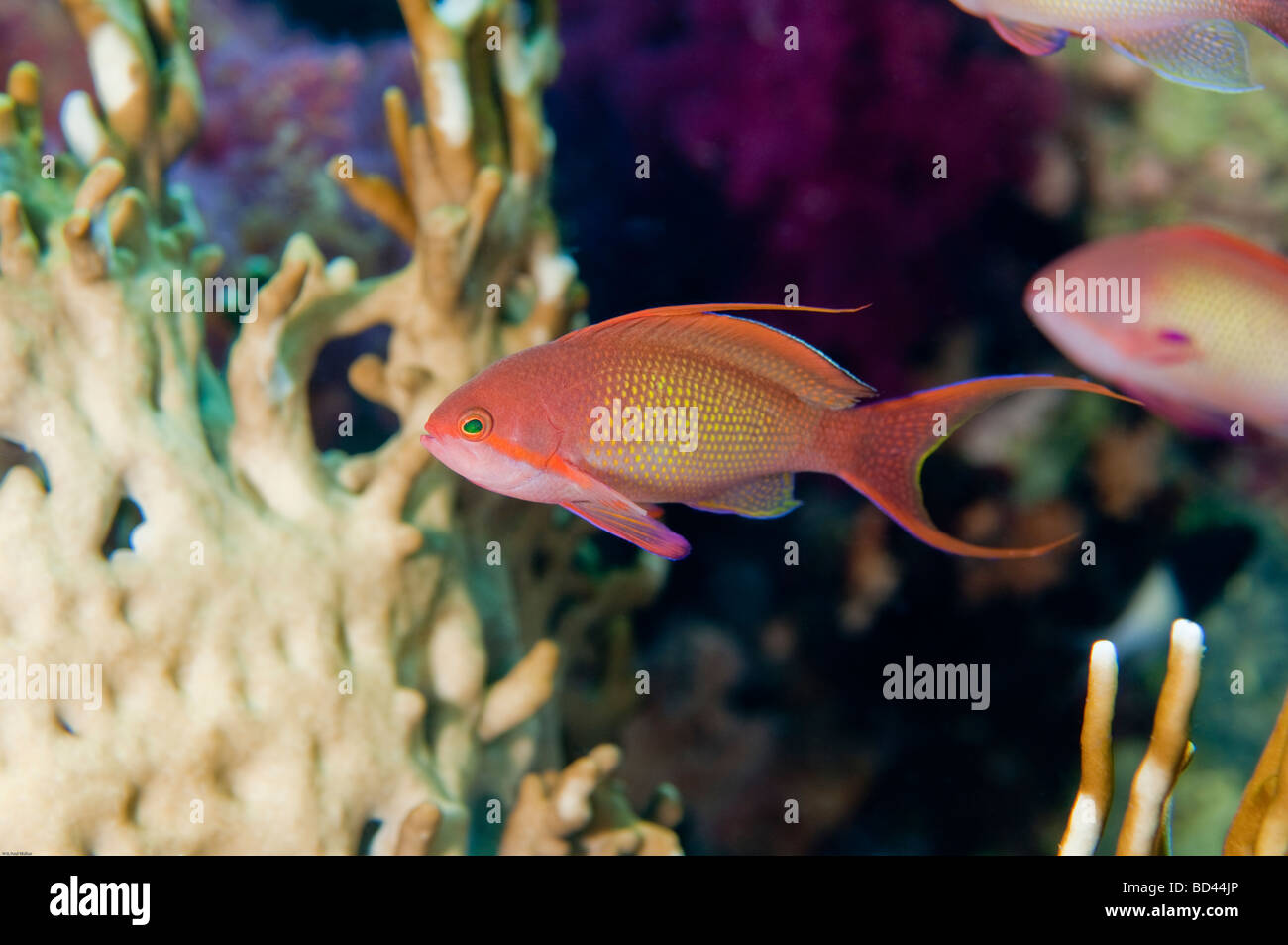 Anthias fish swim over the coral in the Red Sea Stock Photo - Alamy