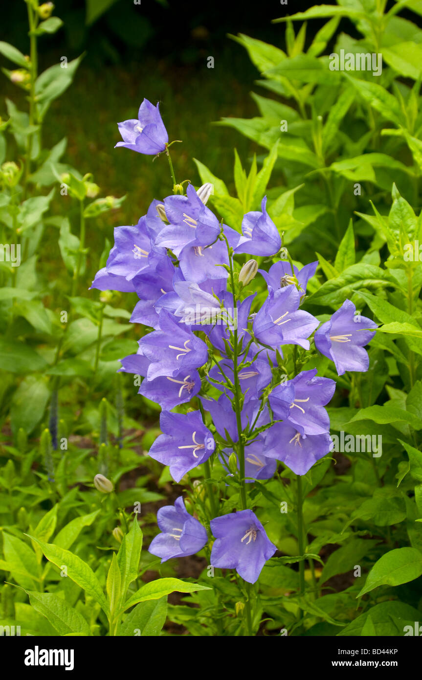 Cluster of blue flowers hi-res stock photography and images - Alamy