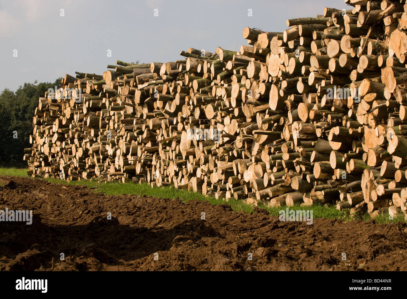 Felled Timber Stacked Ready For Collection Stock Photo - Alamy