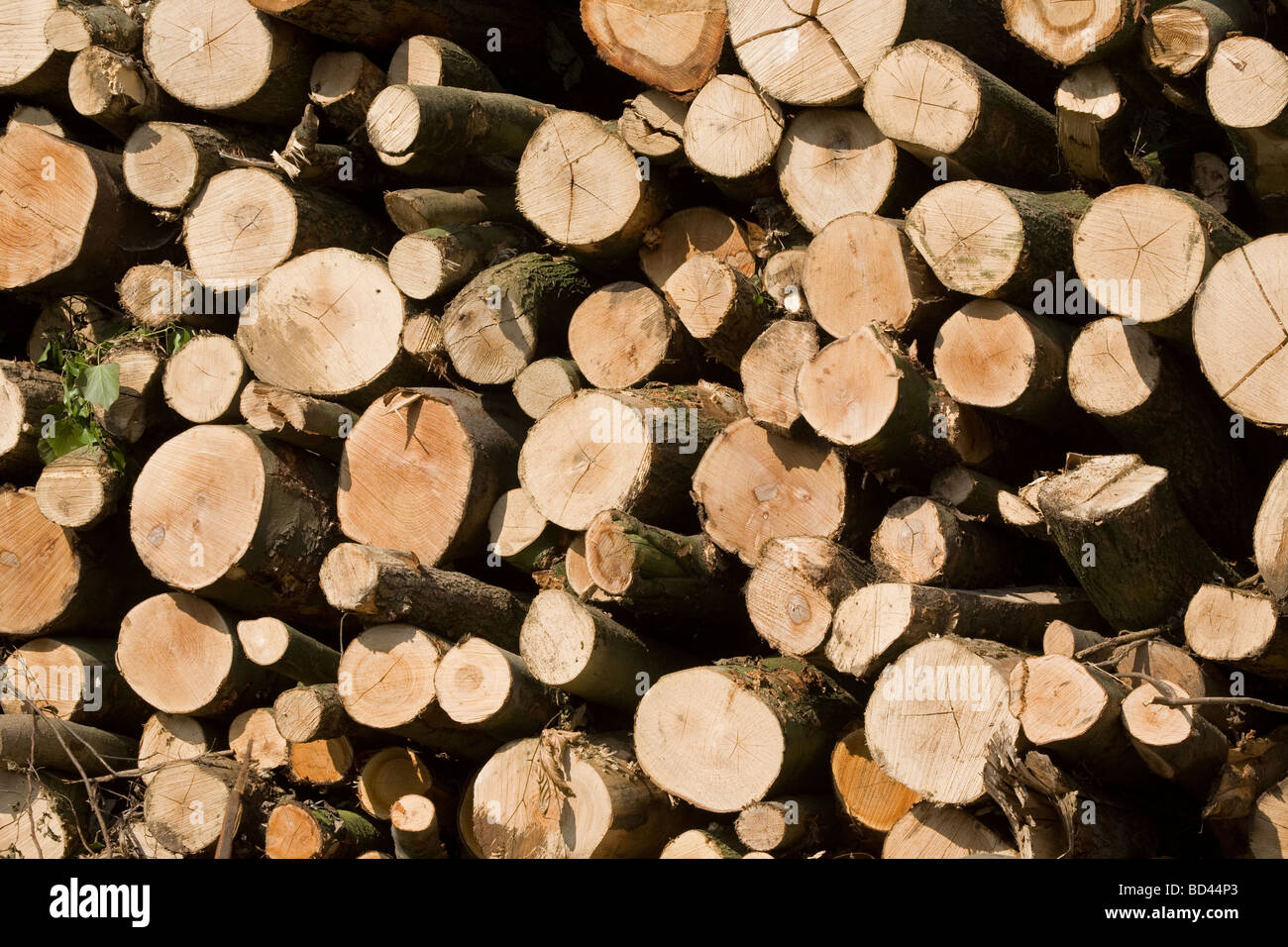 Felled Timber Stacked Ready For Collection Stock Photo - Alamy