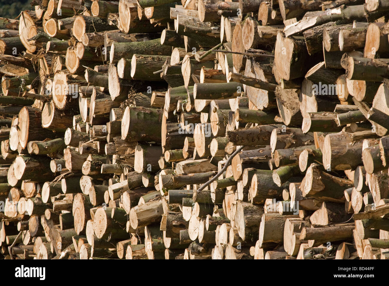 Felled Timber Stacked Ready For Collection Stock Photo - Alamy