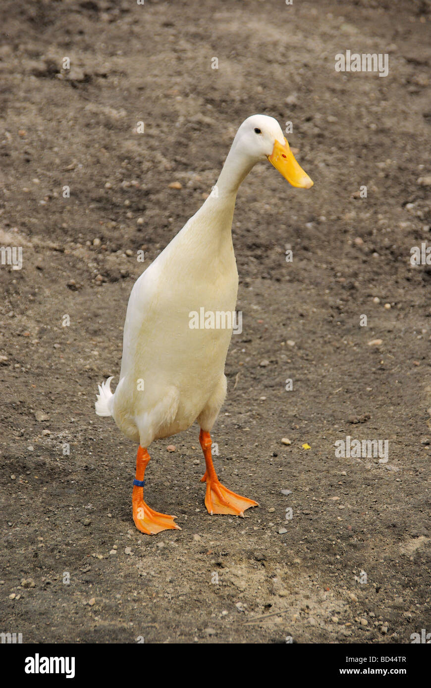 White indian runner duck hi-res stock photography and images - Alamy