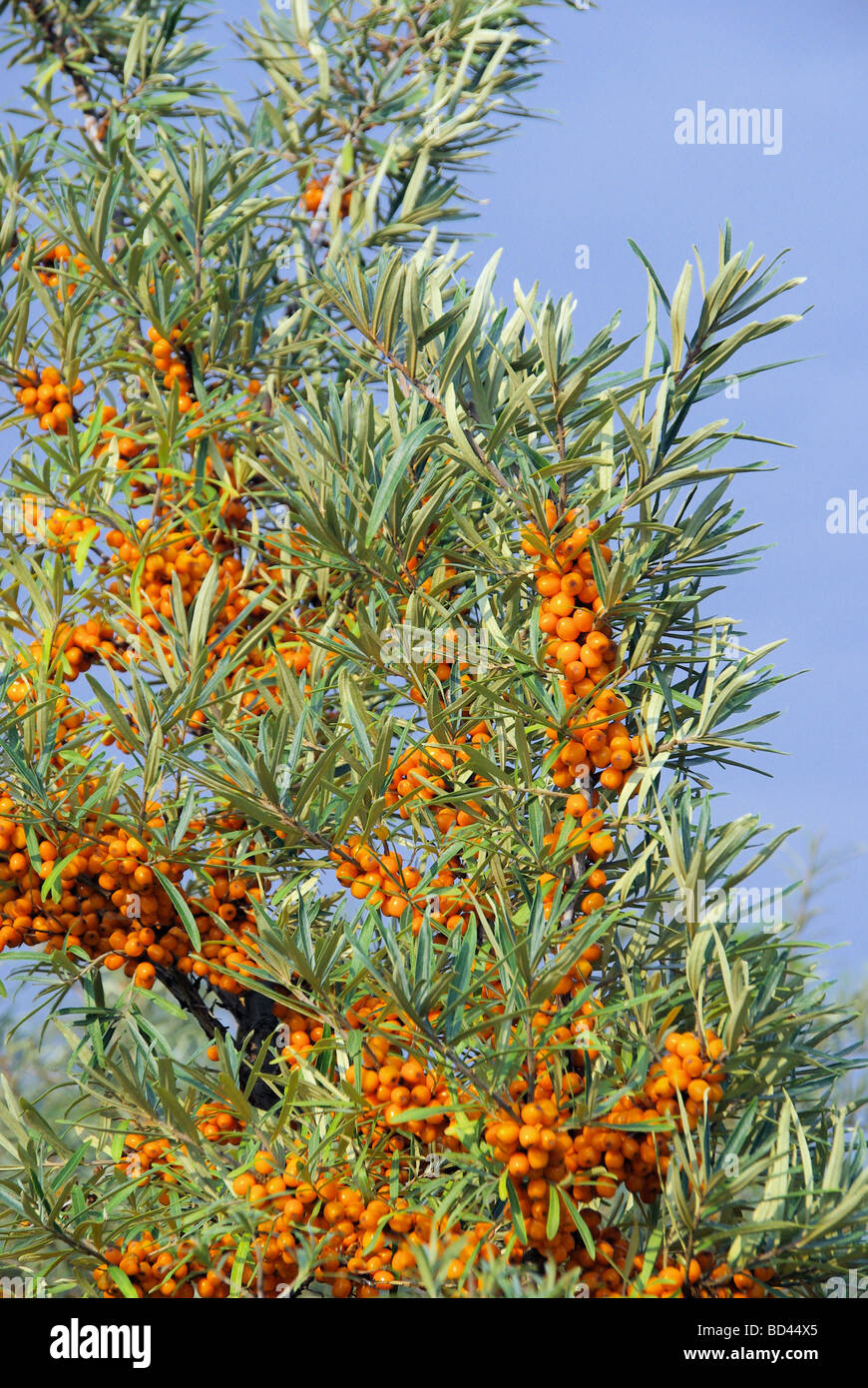 Sanddorn sallow thorn 17 Stock Photo - Alamy