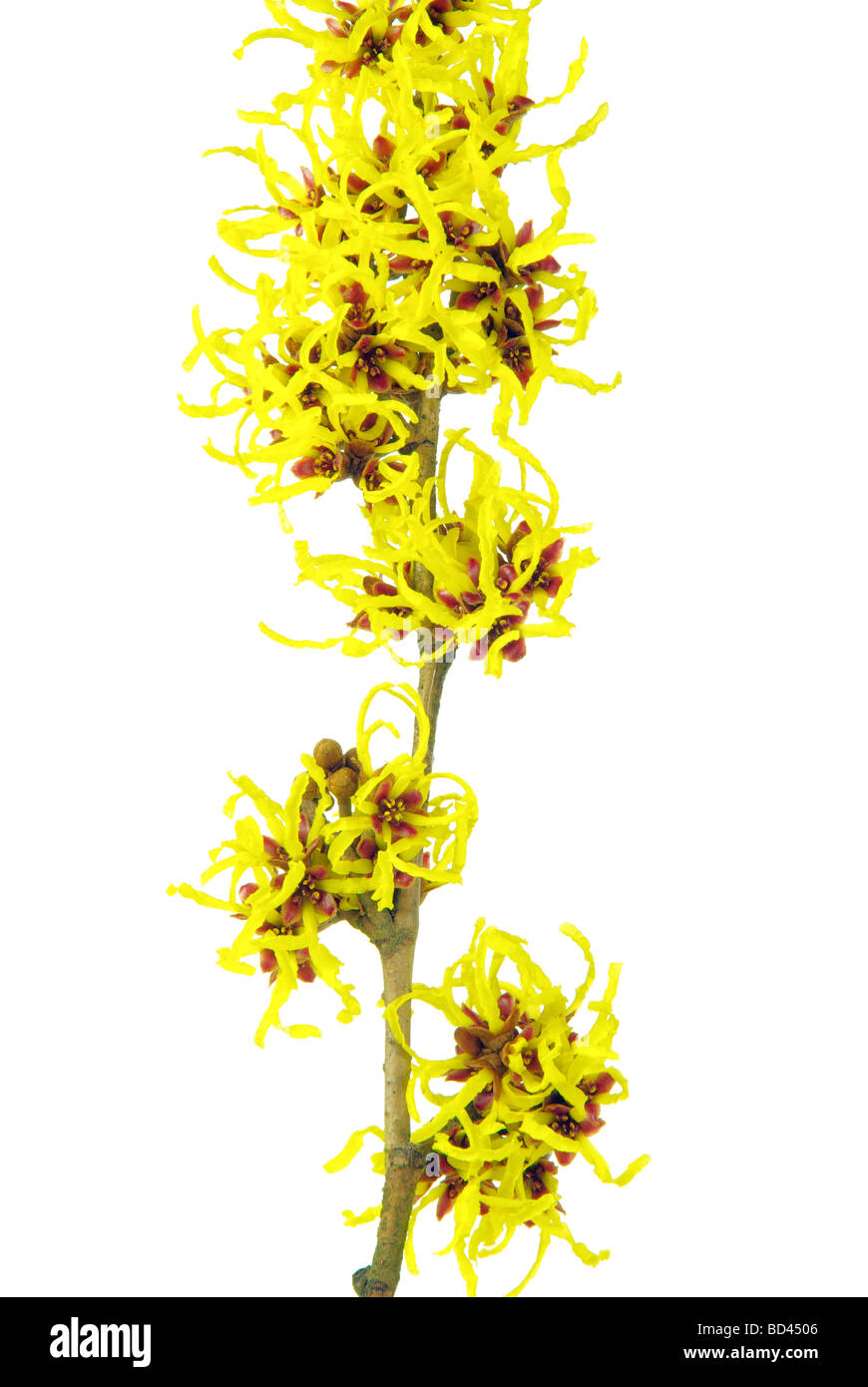 Hamamelis blossom hazel Cut Out Stock Images & Pictures - Alamy