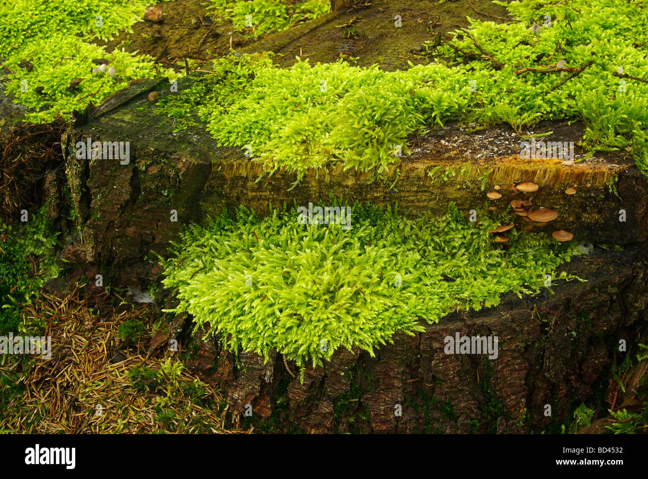 Moos grun hi-res stock photography and images - Alamy