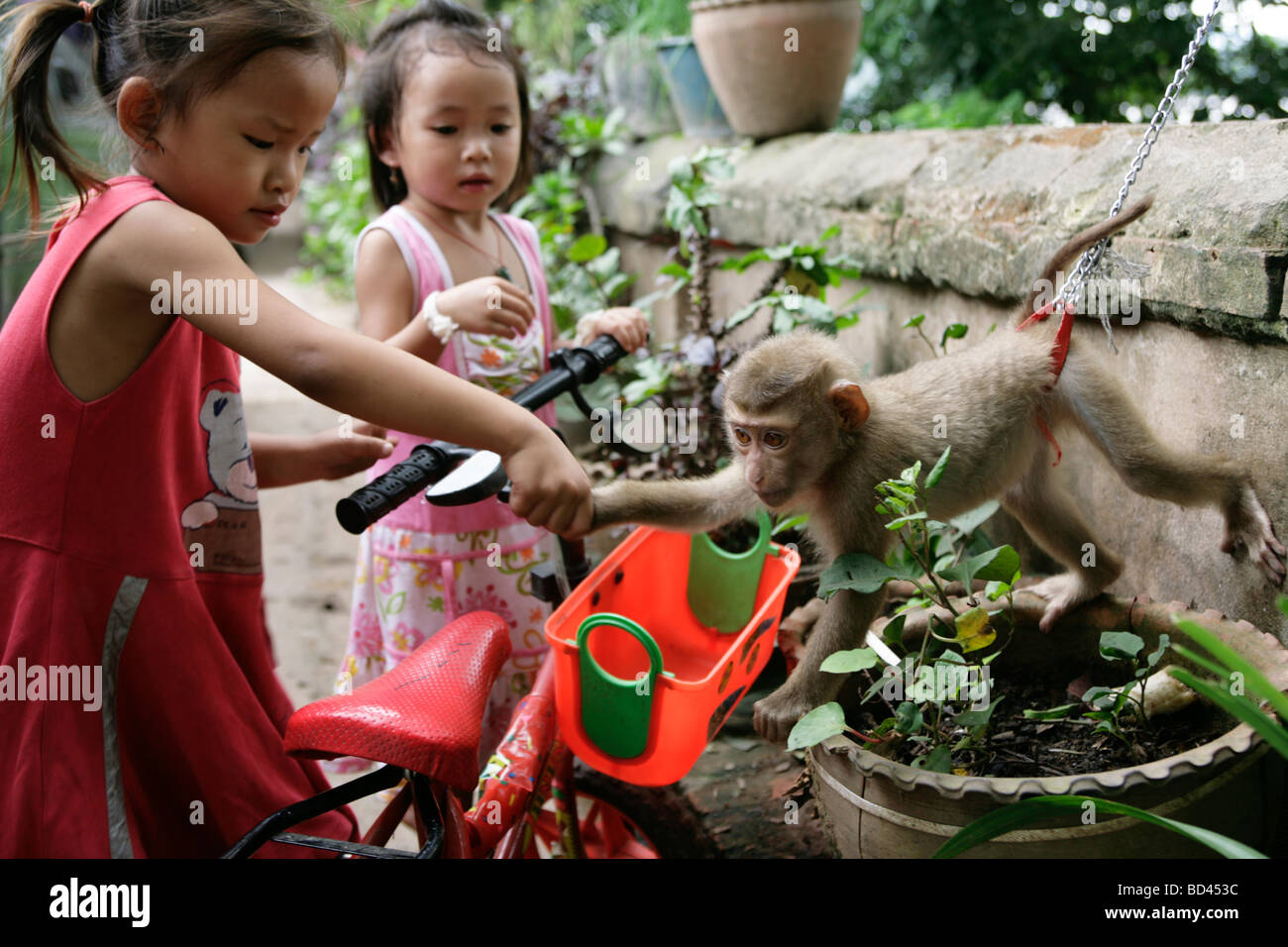 Laos, Vientiane, 2006 : A young girl plays with a pet monkey at a small ...