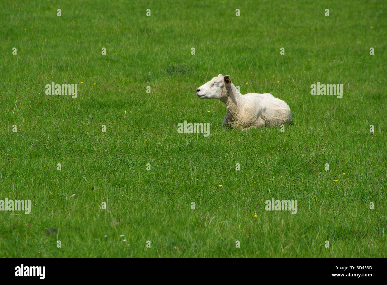 Schaf sheep 19 Stock Photo - Alamy