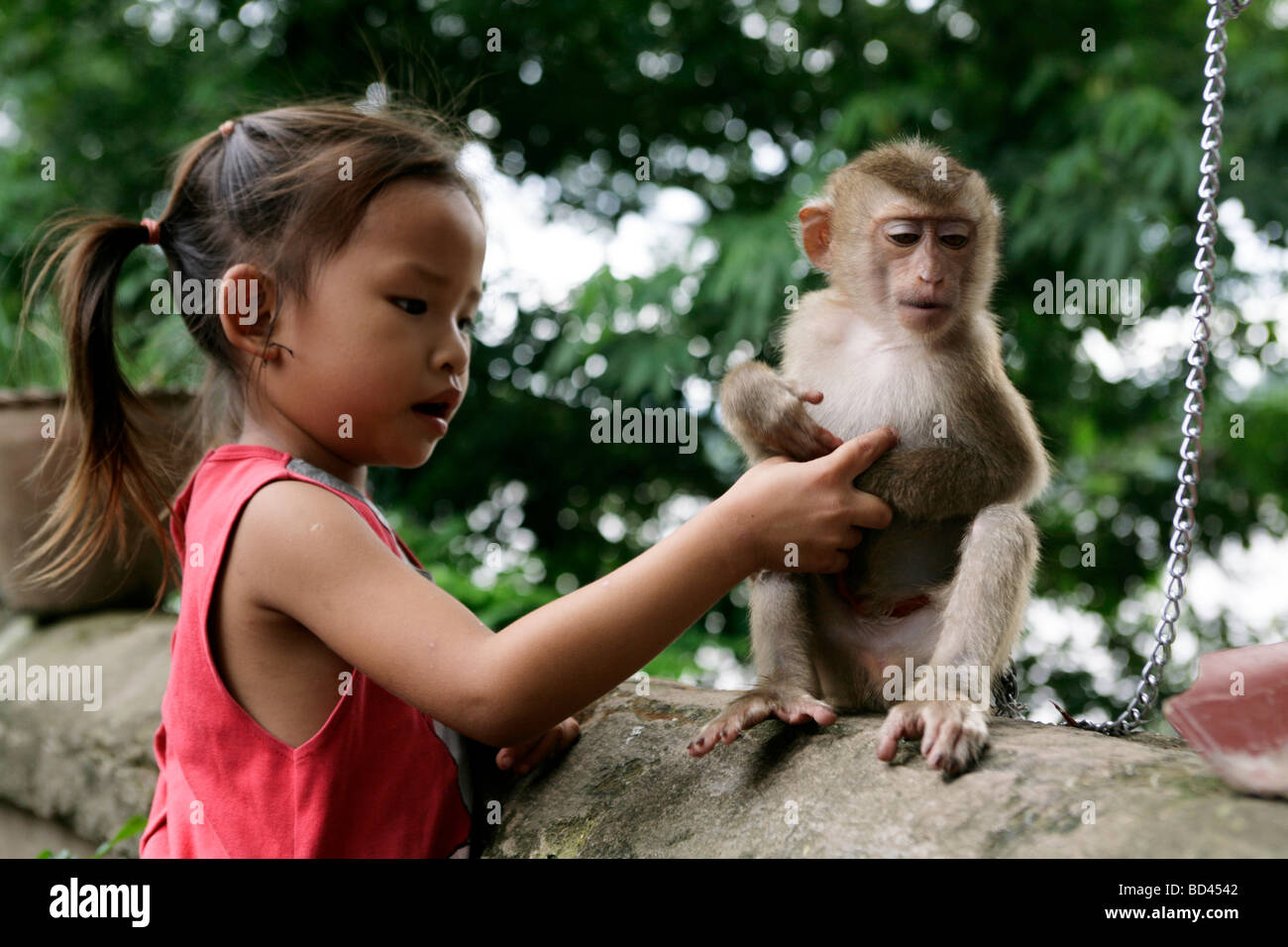 Small Pet Monkeys