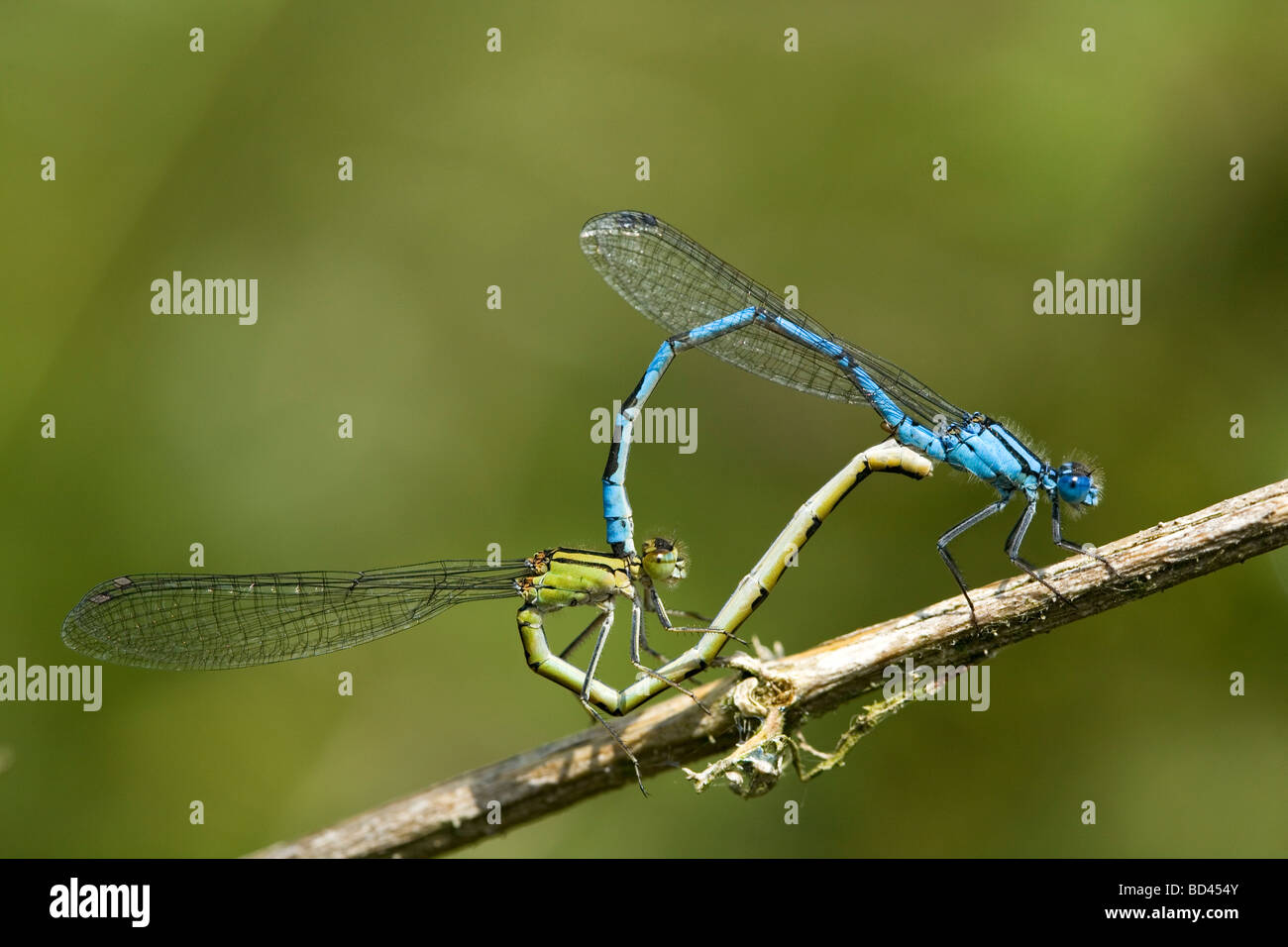 Damselflies mating hi-res stock photography and images - Alamy