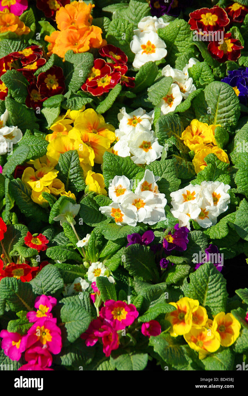 Primel primrose 03 Stock Photo - Alamy