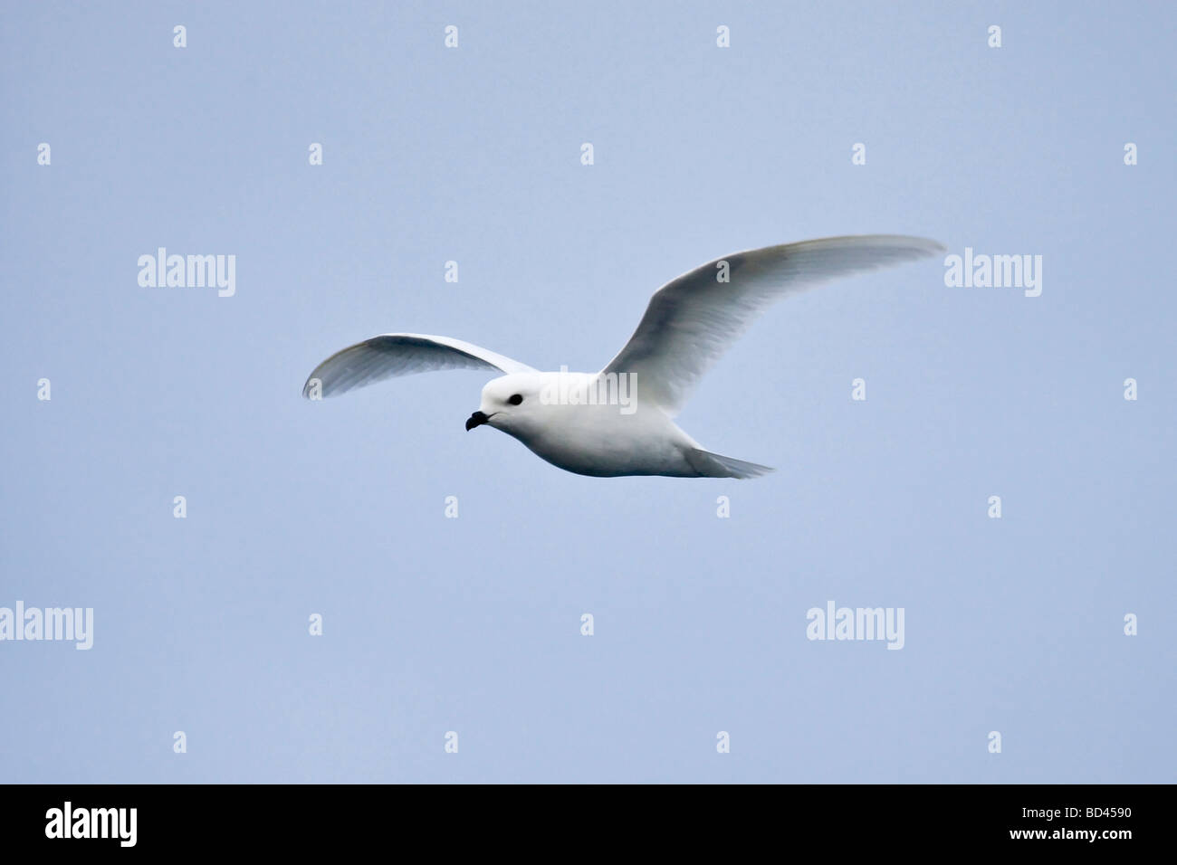 Candlemas island south sandwich islands hi-res stock photography and ...
