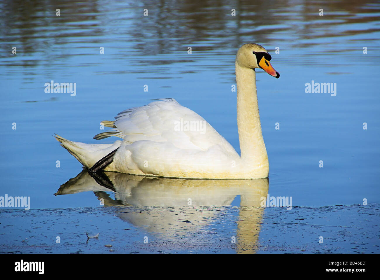 Schwan Swan 06 Stock Photo - Alamy