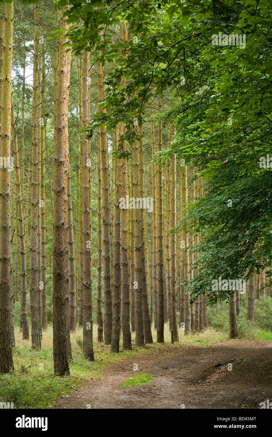Kings wood hi-res stock photography and images - Alamy