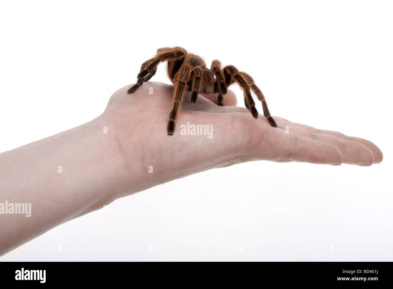 Spider Bite Hand High Resolution Stock Photography and Images - Alamy