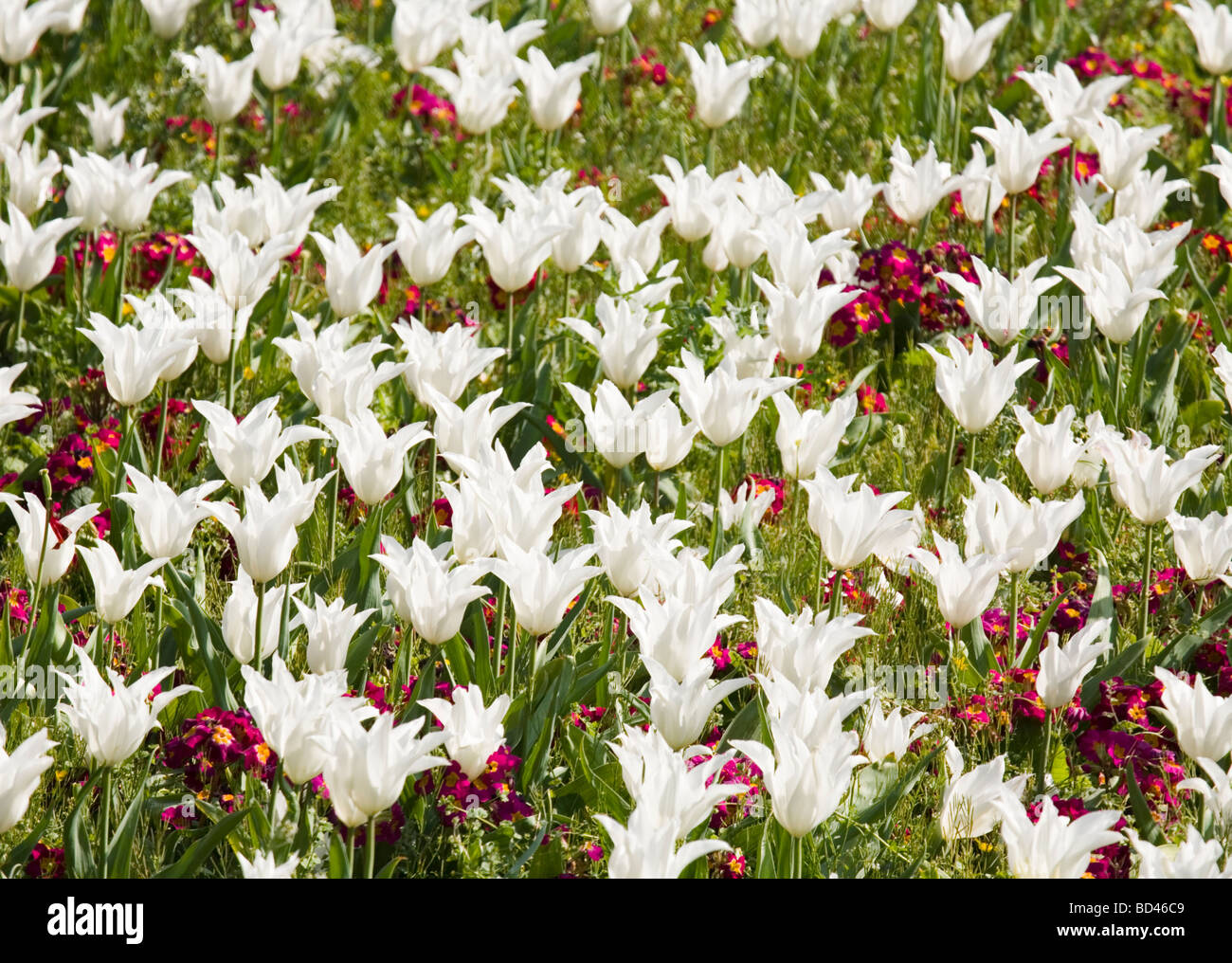 Primula bedding plants primula primula flower bed primula hi-res stock ...