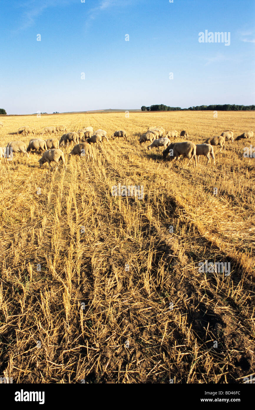 Grain eating animals hi-res stock photography and images - Alamy