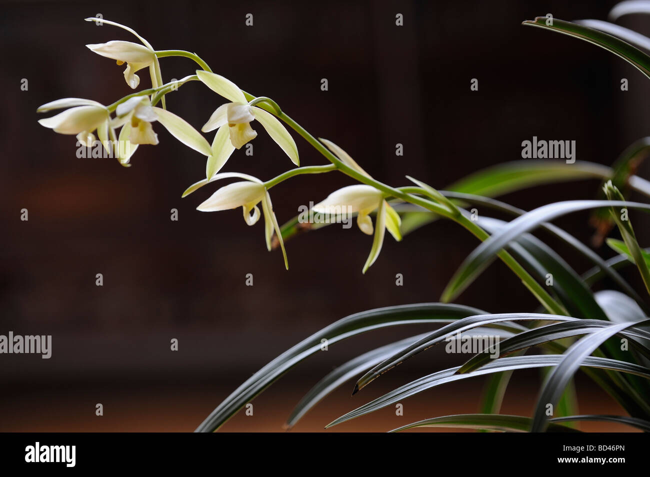Chinese orchid hi-res stock photography and images - Alamy