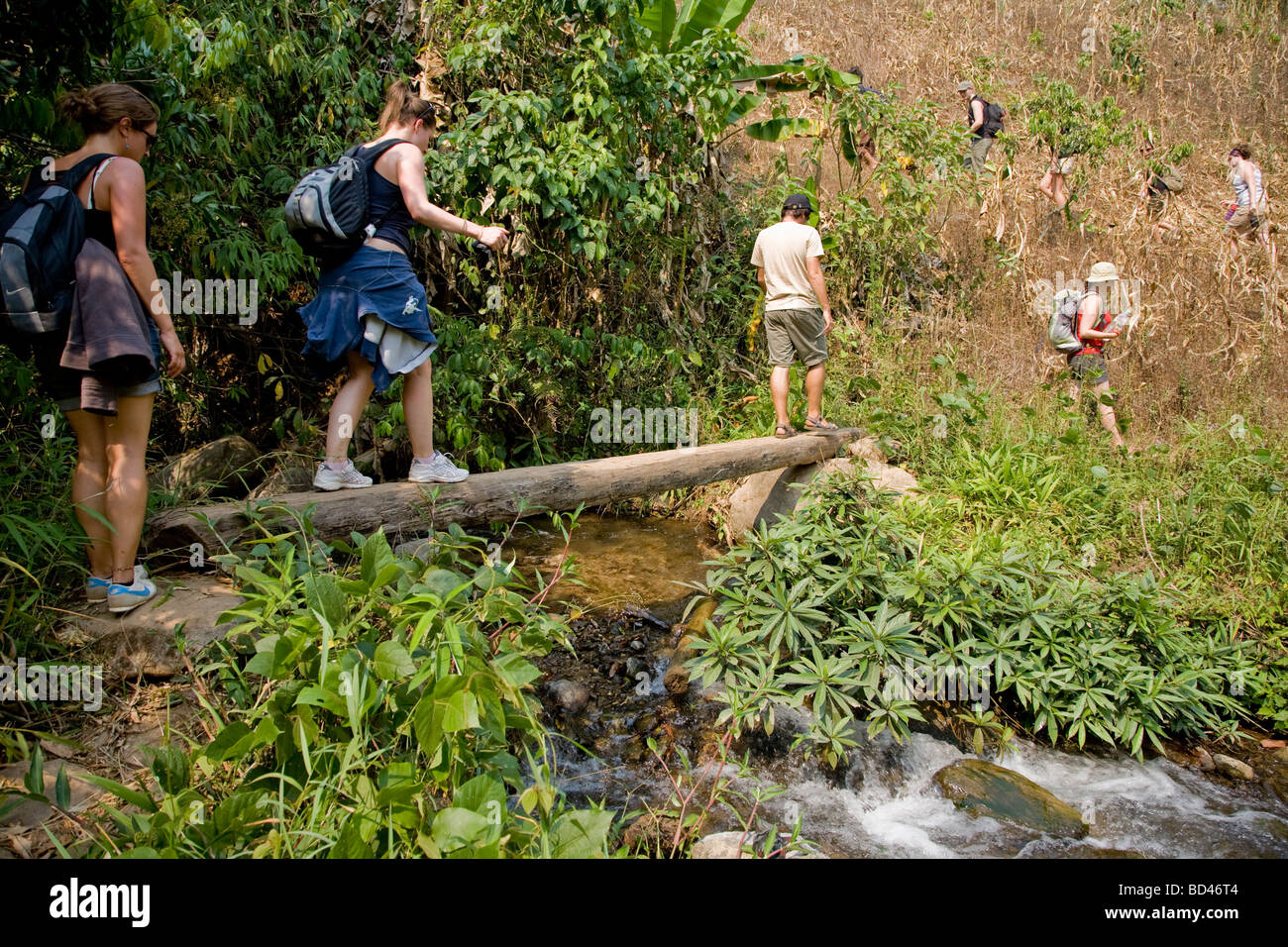A Trekking group cross a log bridge in Northern Thailand Stock Photo ...