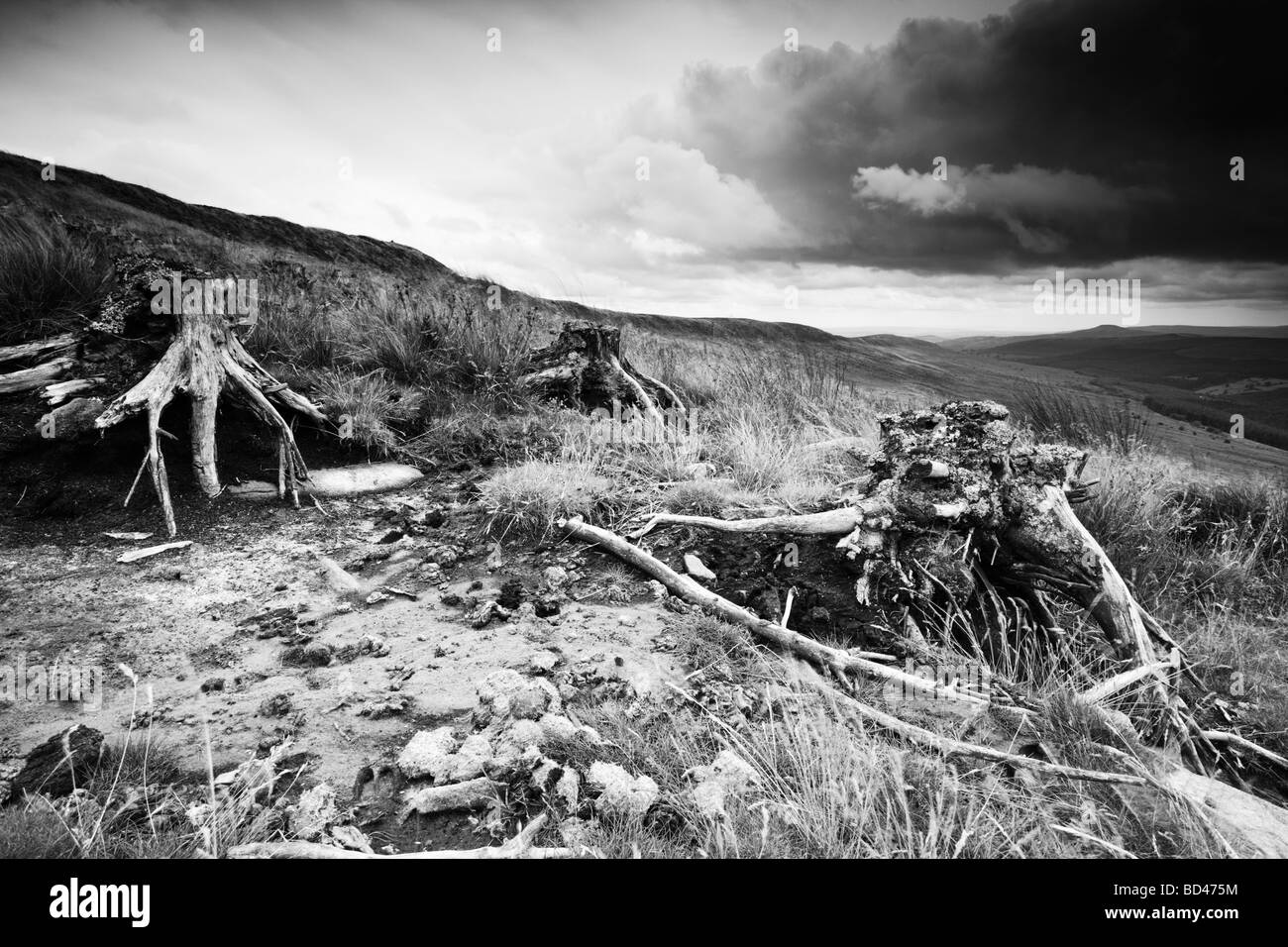 Rotten tree stump Black and White Stock Photos & Images - Alamy
