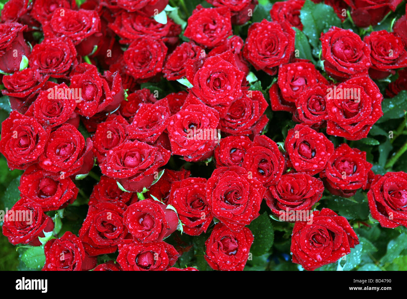 Glissen hi-res stock photography and images - Alamy