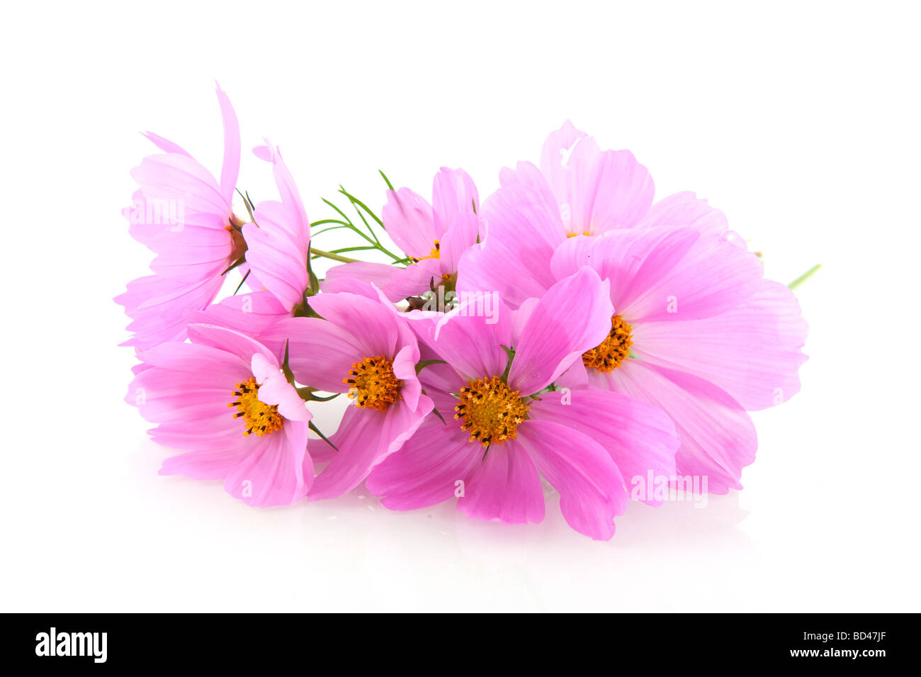 Pink Cosmos isolated over white Stock Photo - Alamy