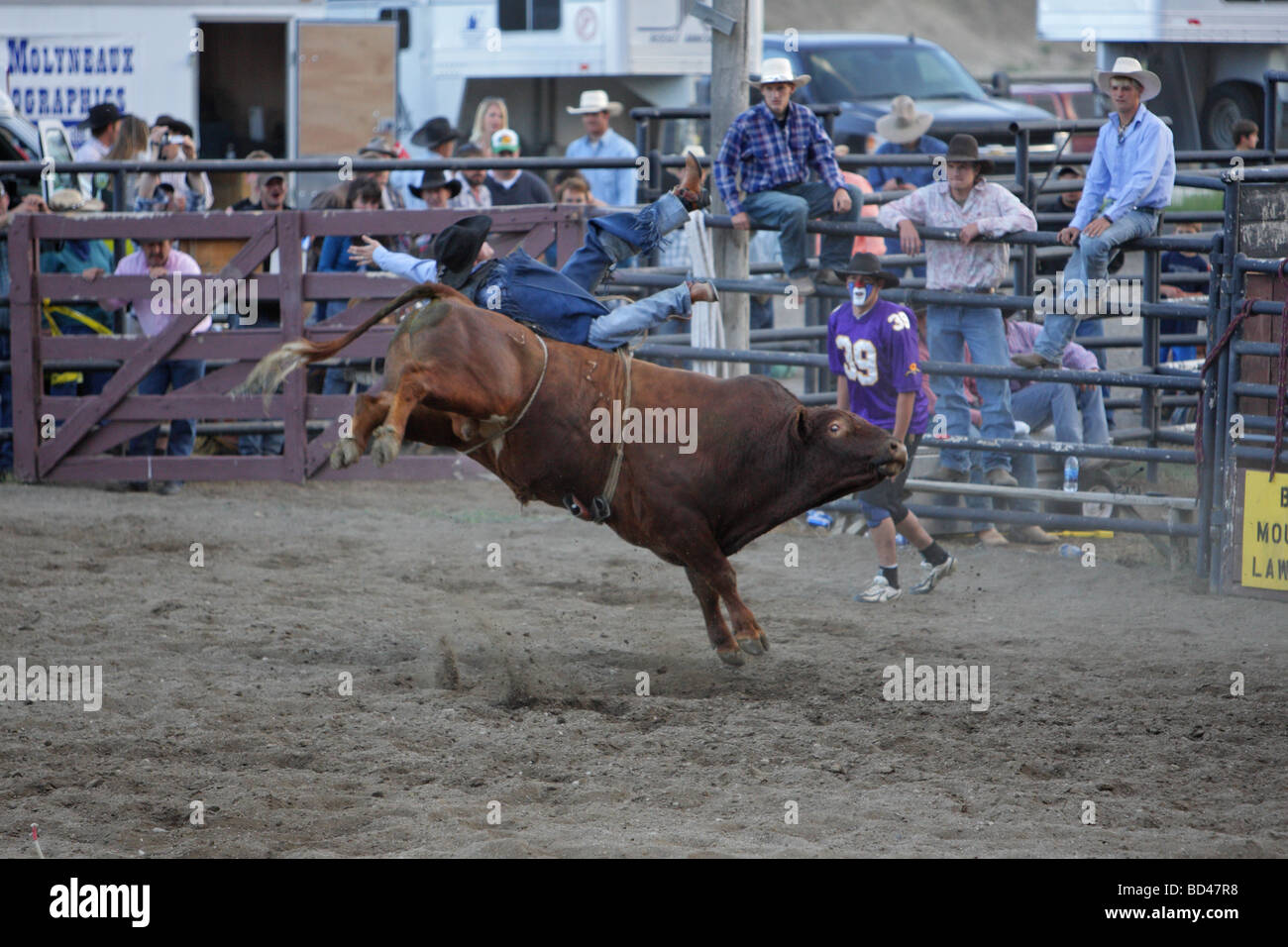 Bull falling hi-res stock photography and images - Alamy