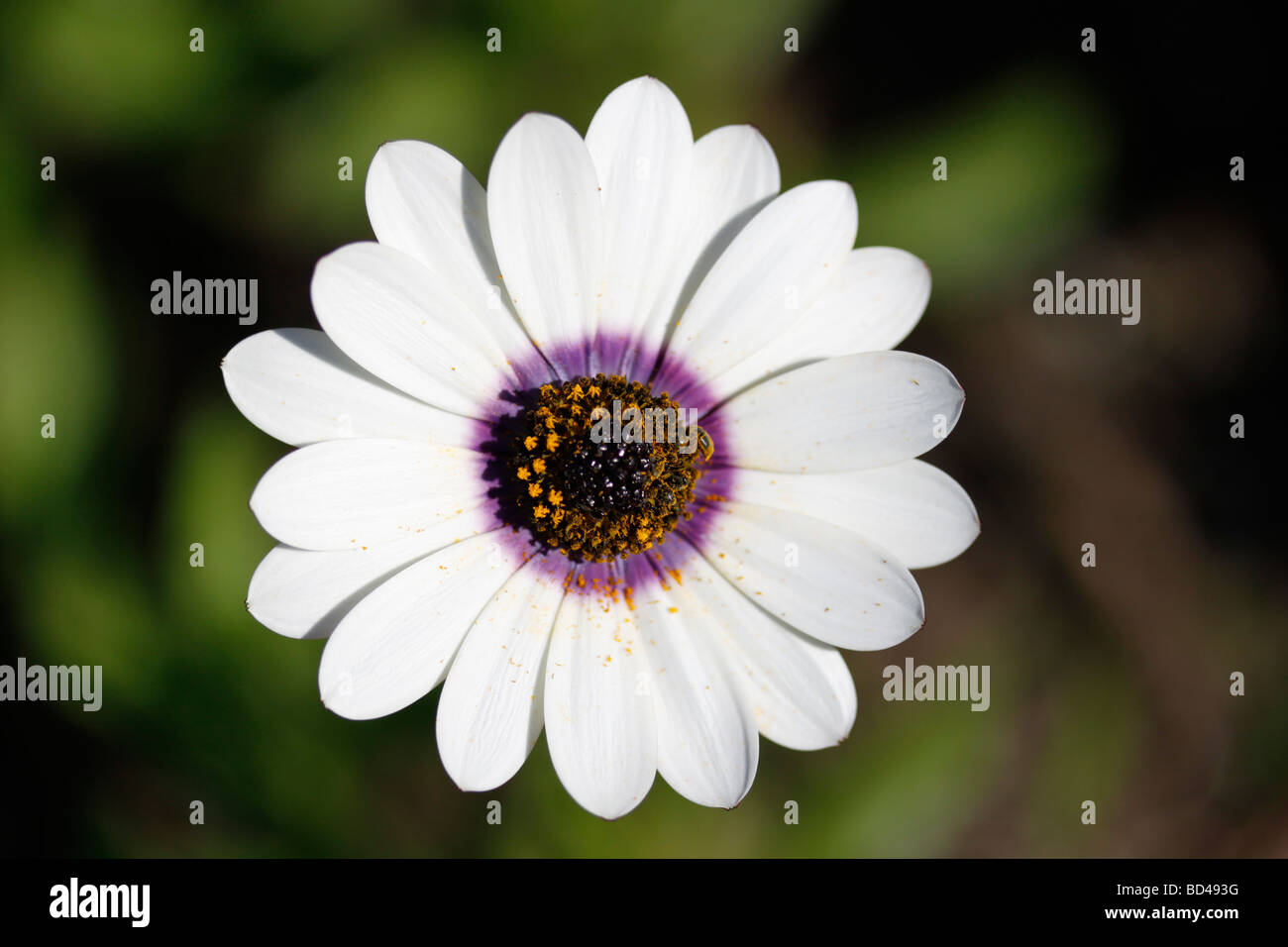 Snow daisy hi-res stock photography and images - Alamy