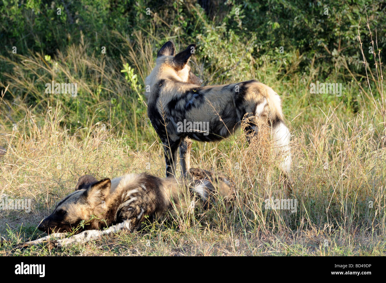 African Wild Dogs Lycanon pictus early morning light Kruger National ...