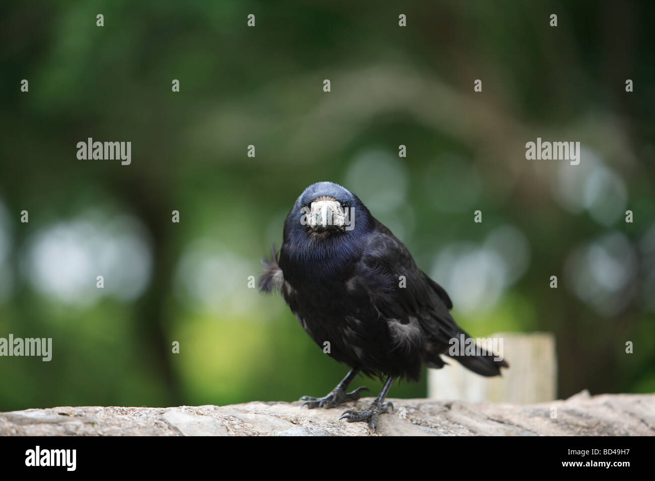 Rook Wall High Resolution Stock Photography and Images - Alamy