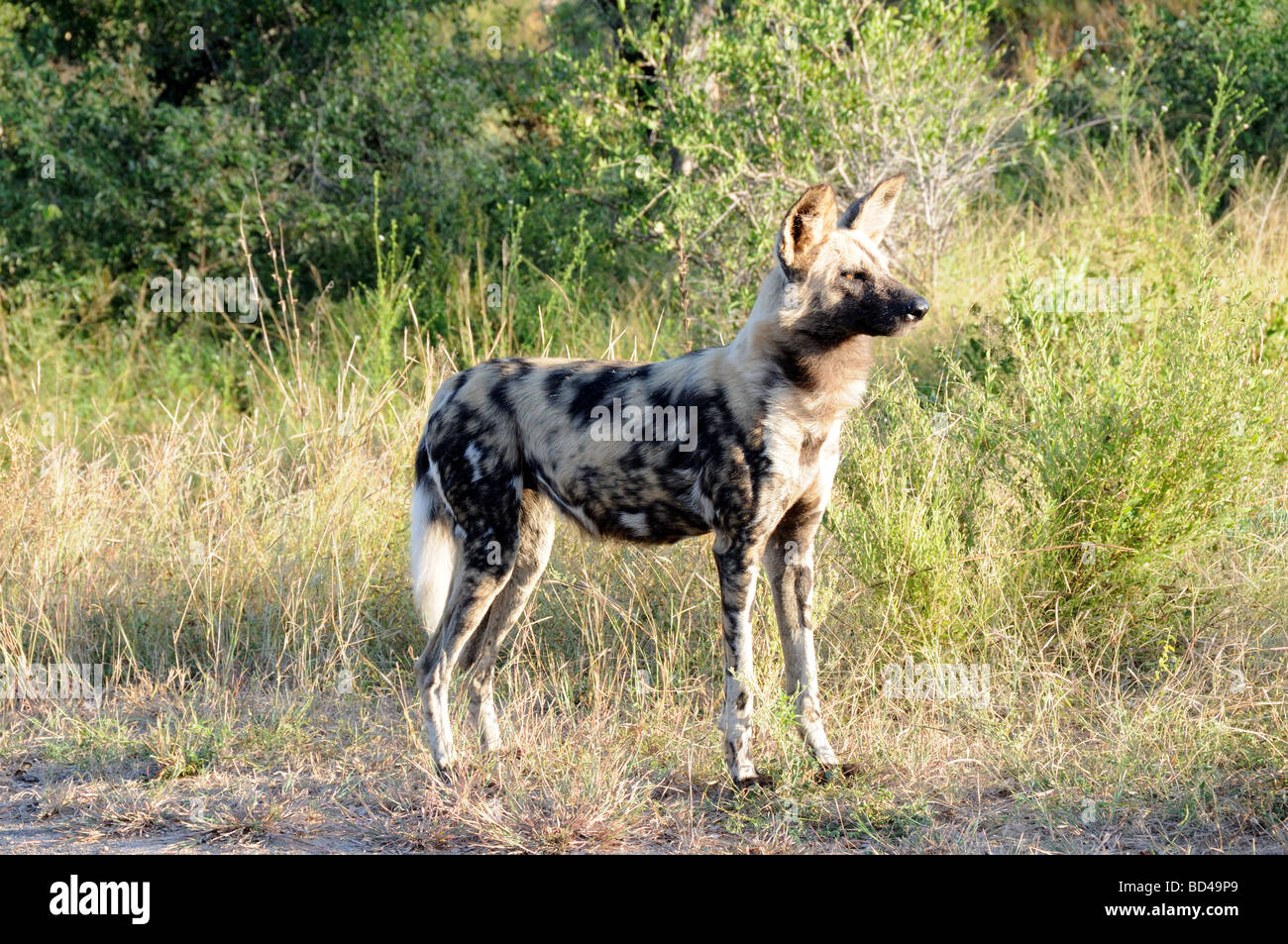 African Wild Dog Lycanon pictus Diospan Road Kruger National Park South ...
