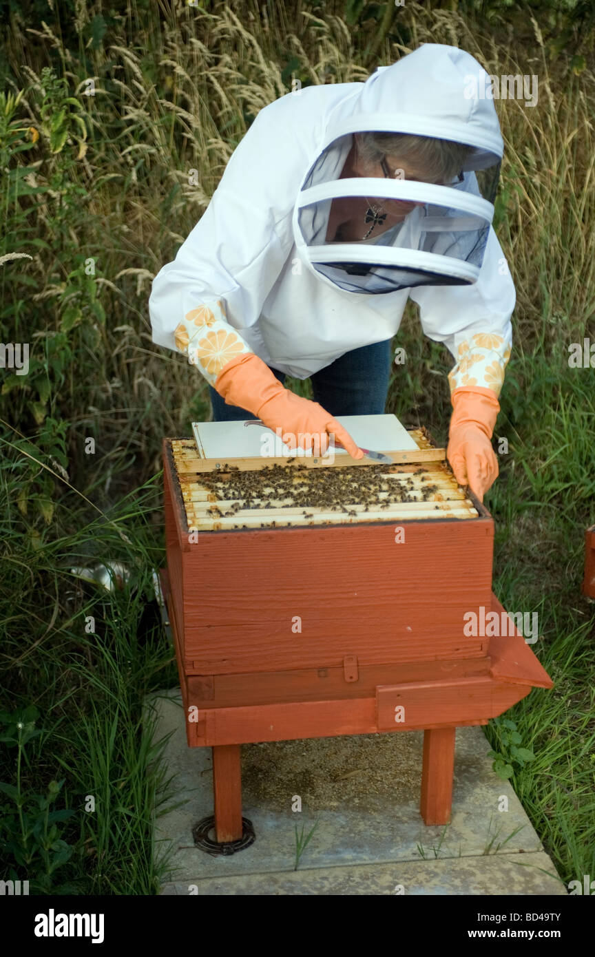 Brood chamber hi-res stock photography and images - Alamy